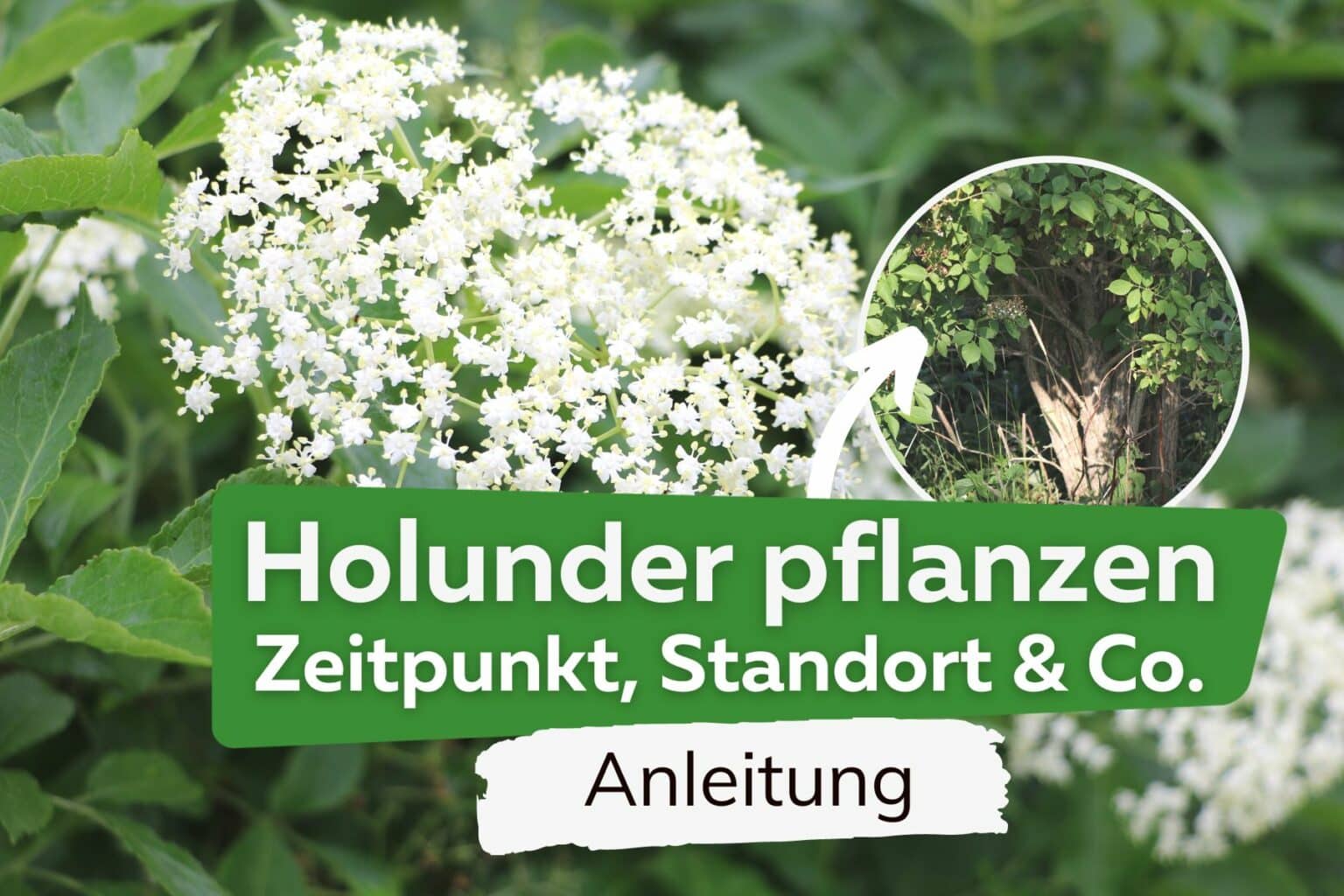 Holunder pflanzen: Pflanzzeit, Standort & Begleitpflanzen