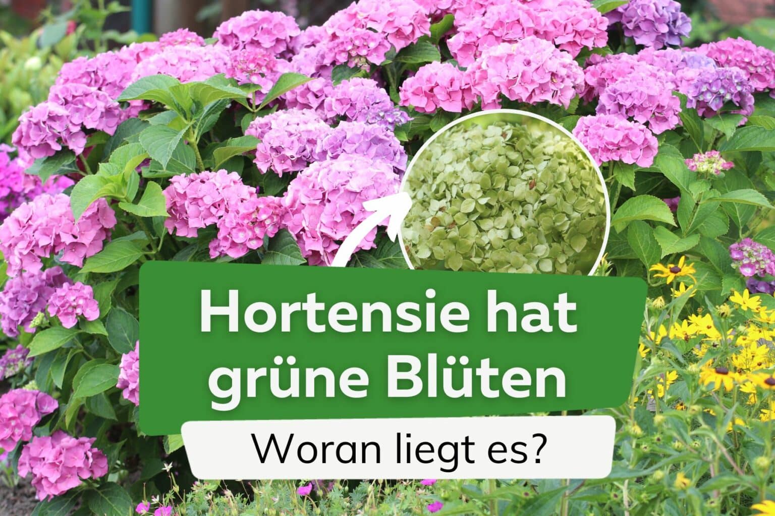 Weiße Hortensien Werden Grün