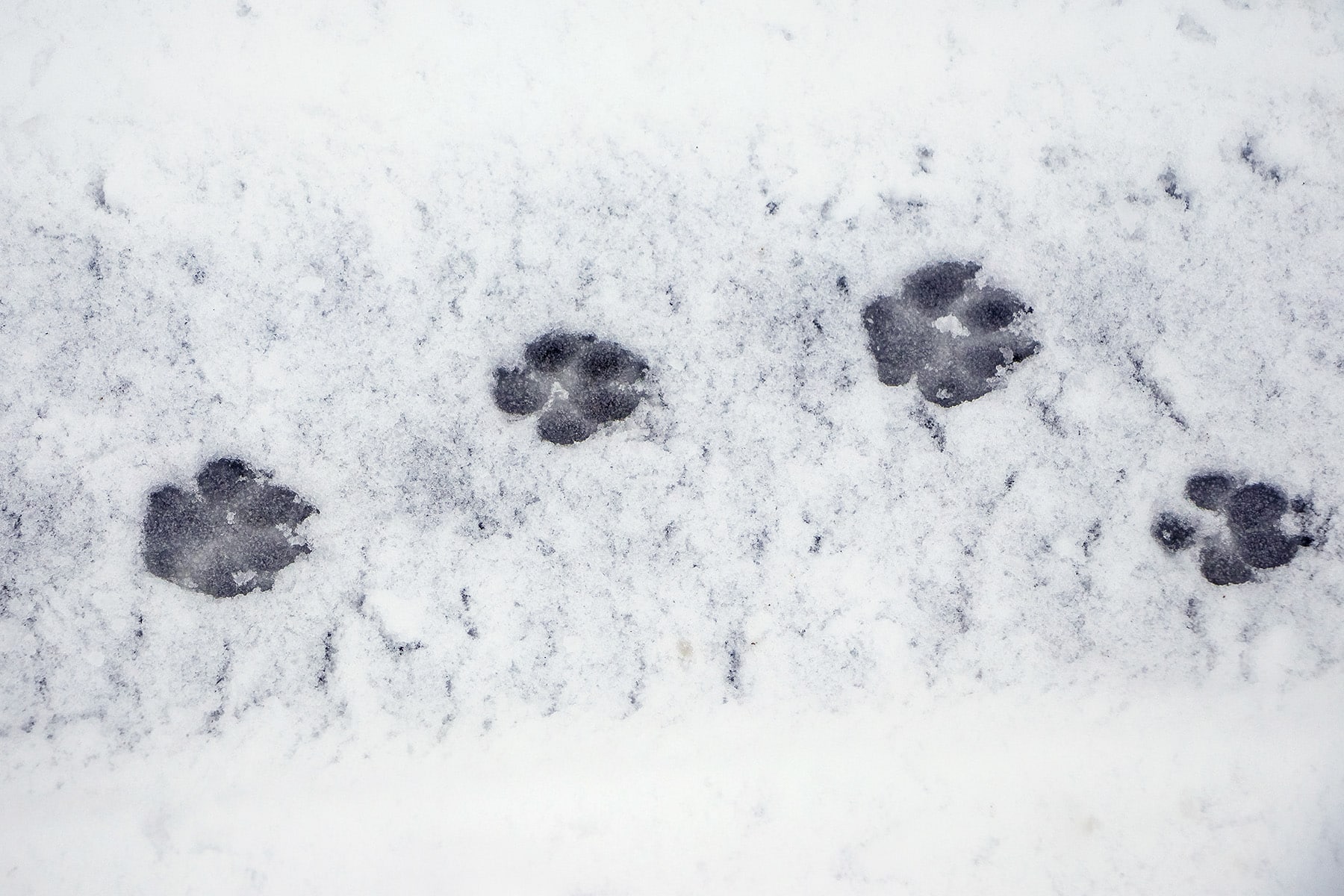 Fuchsspuren im Garten und Schnee erkennen
