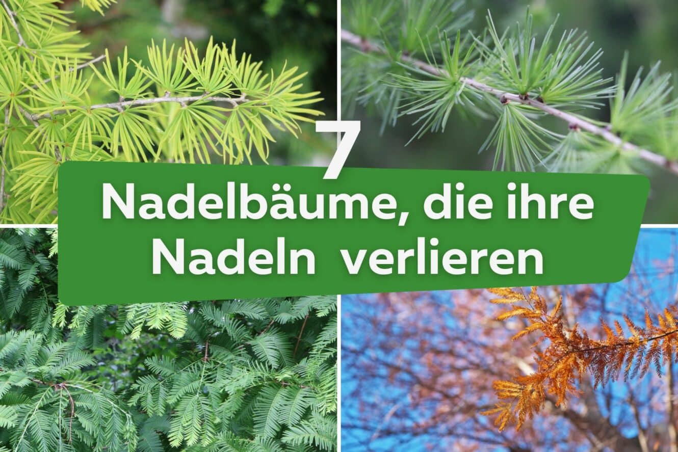 7 Bäume, die ihre Nadeln im Winter verlieren