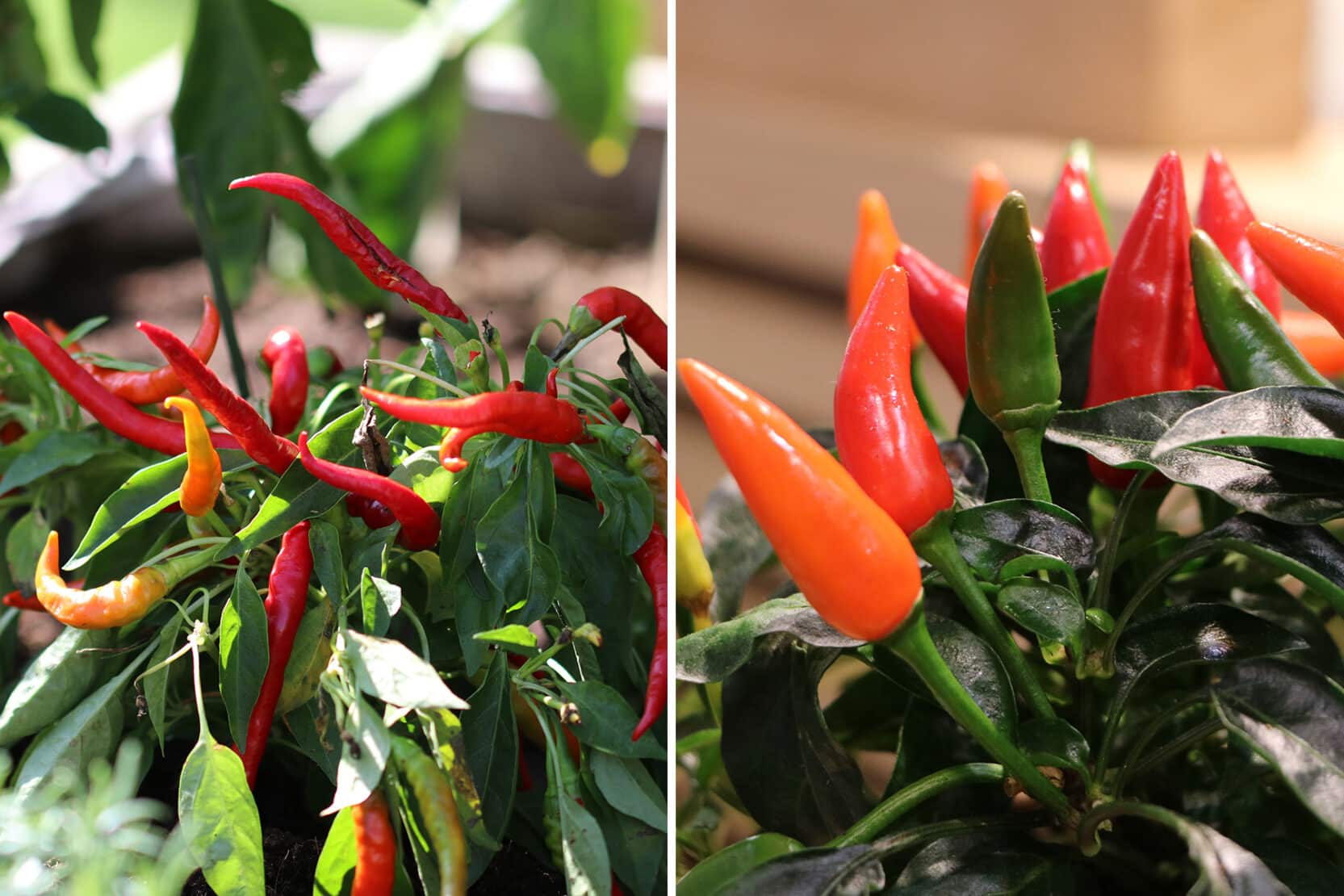 Stilvolle Unterschied Chili Peperoni Ebenbild