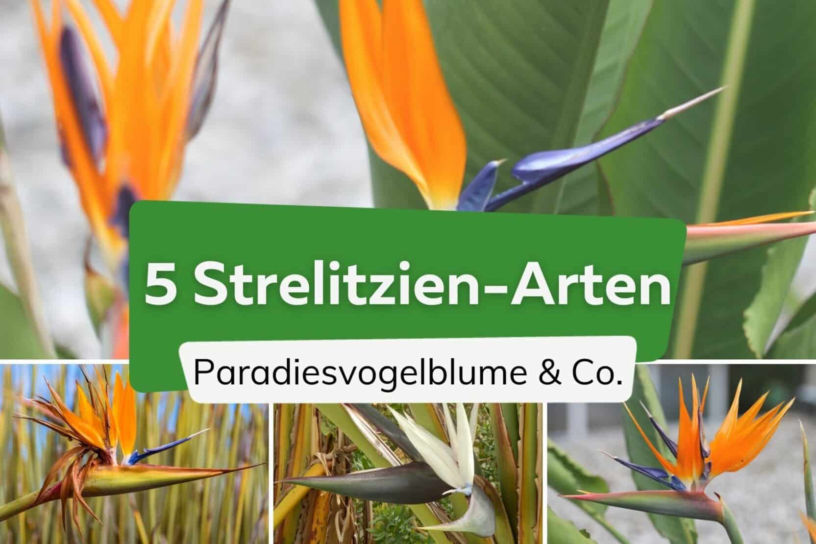 Strelitzien-Arten von A-Z | Paradiesvogelblume Sorten
