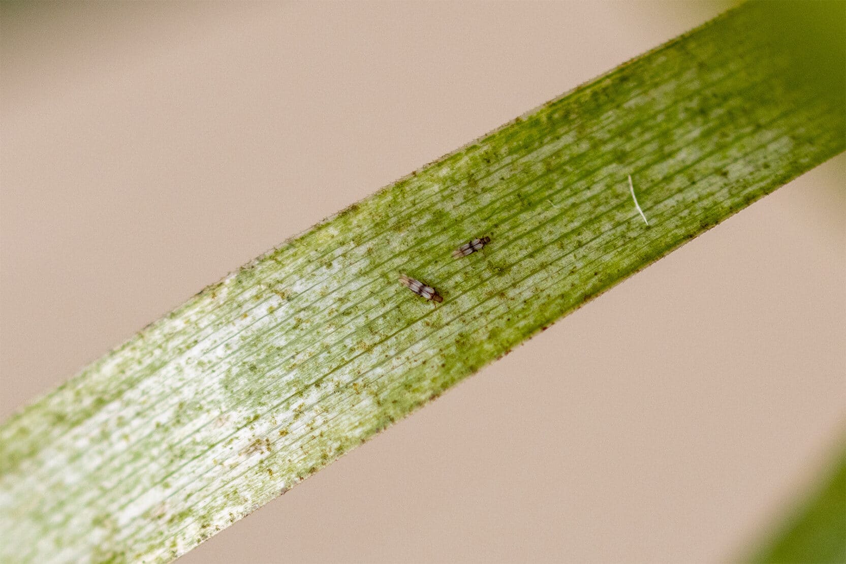 Kleine schwarze Punkte auf Pflanze: was ist das?