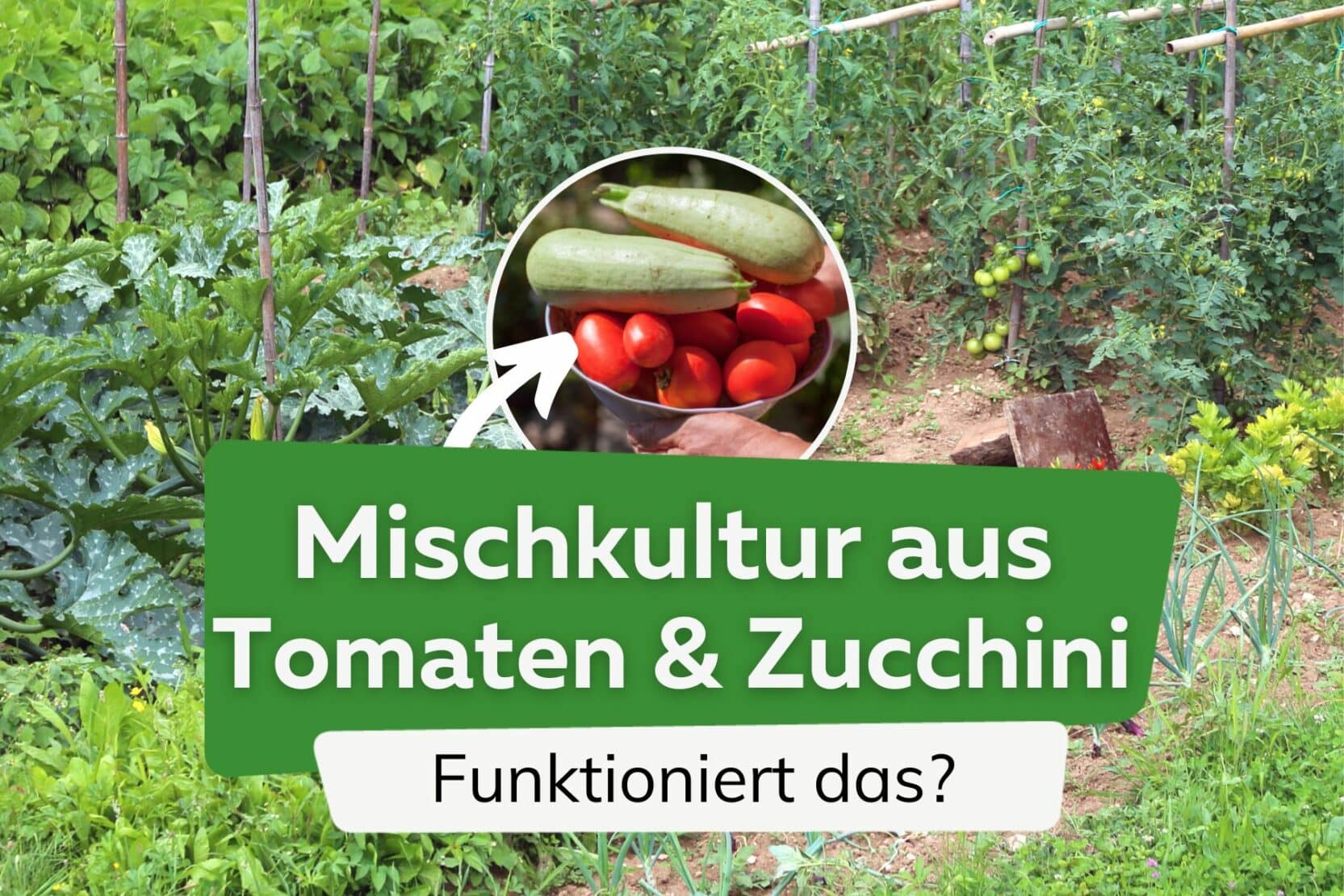 Tomaten Hohe Begrenzen