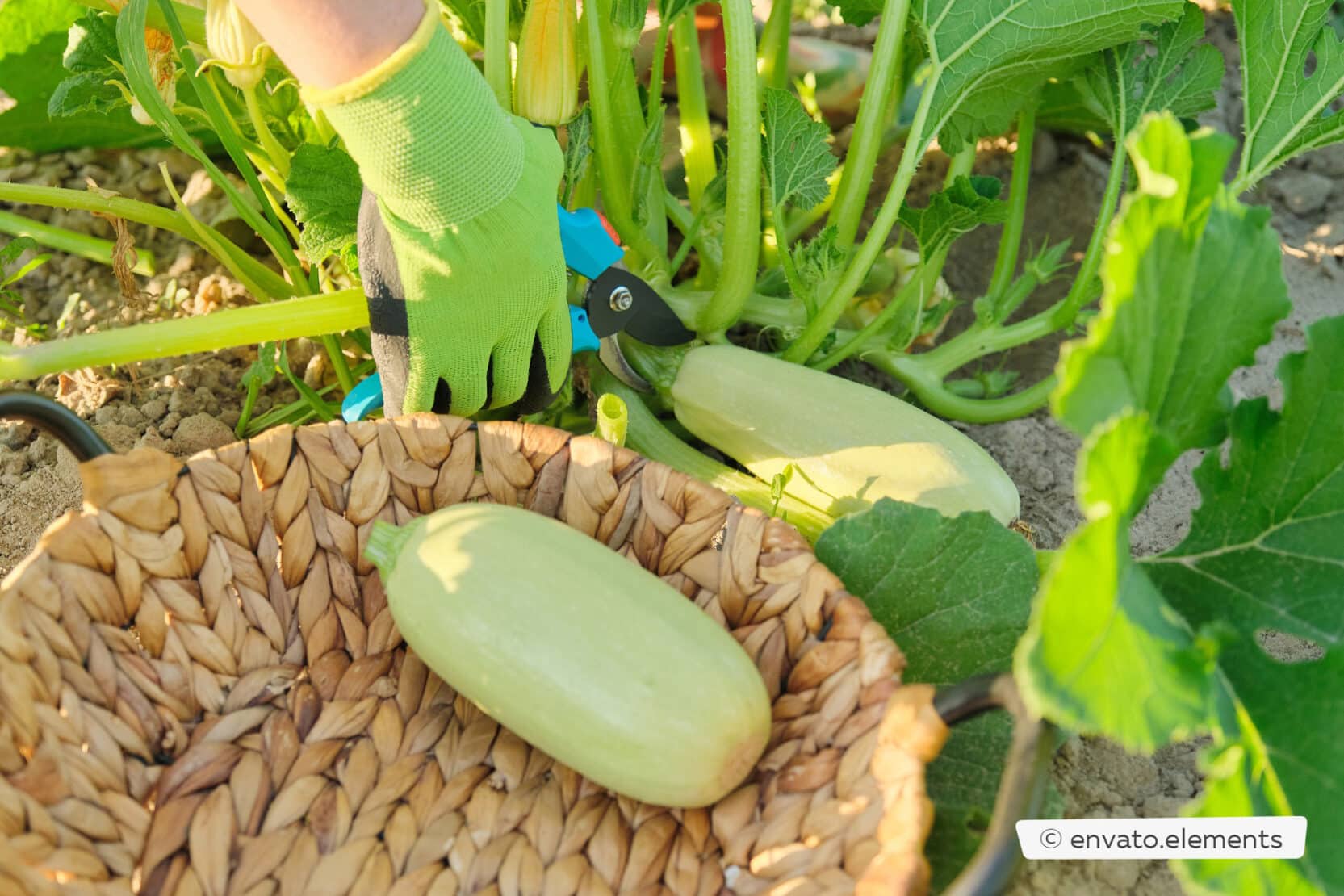 Zucchini schmecken bitter: so reagieren Sie richtig