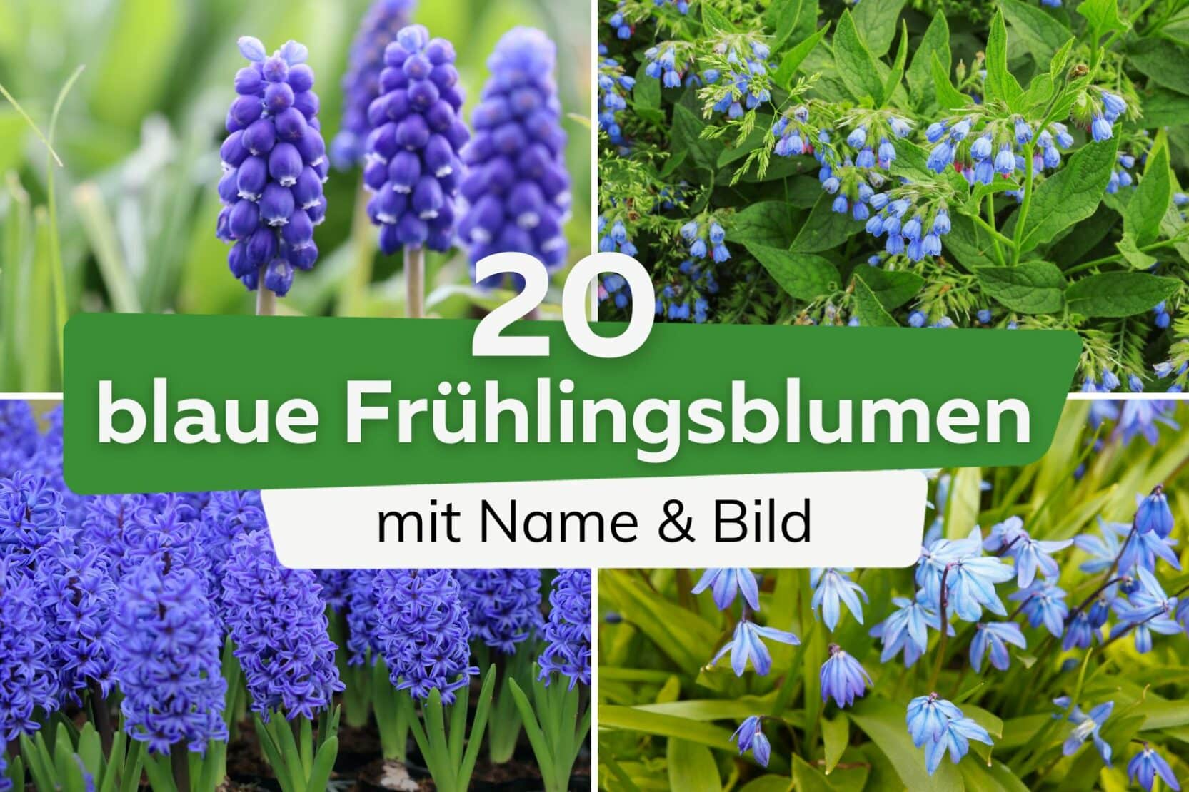 20 blaue Frühlingsblumen: Bild mit Namen