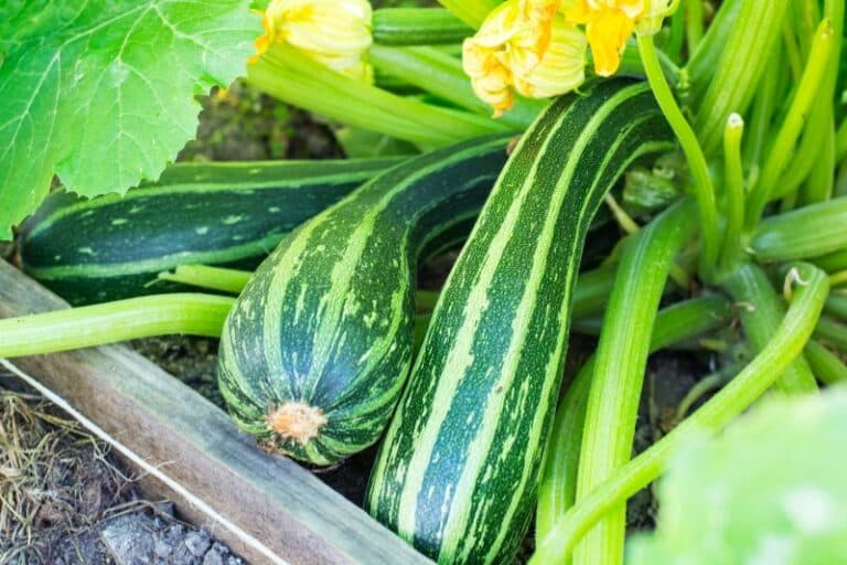 Zucchini-Sorten: 27 typische und beliebte Arten