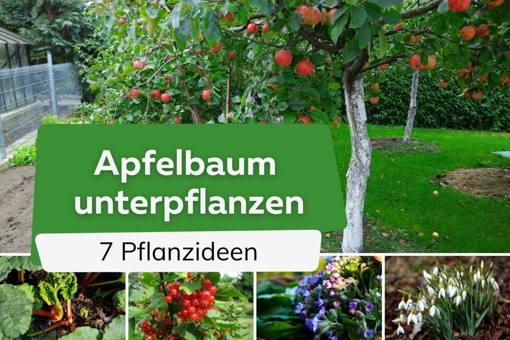 Obstbäume von A-Z: 18 Arten für deinen Garten