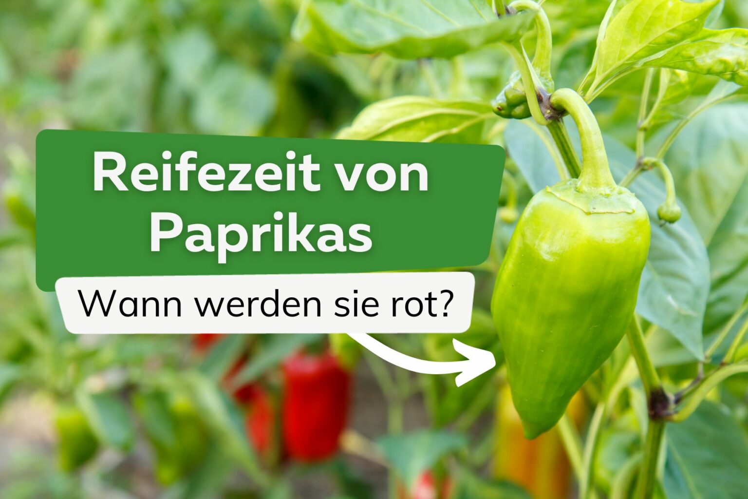 Paprika Werden Nicht Rot