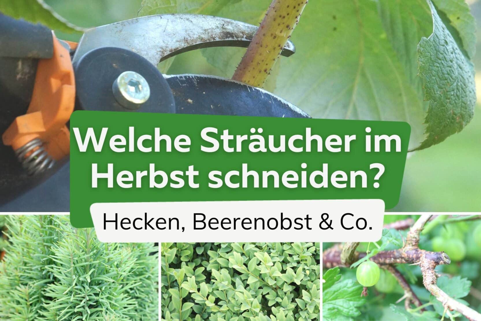 Welche Pflanzen Im Herbst Schneiden