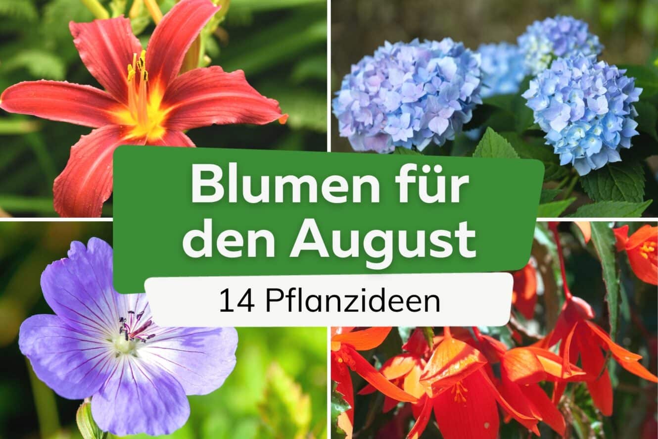 Welche Blumen im August pflanzen? | 14 Ideen