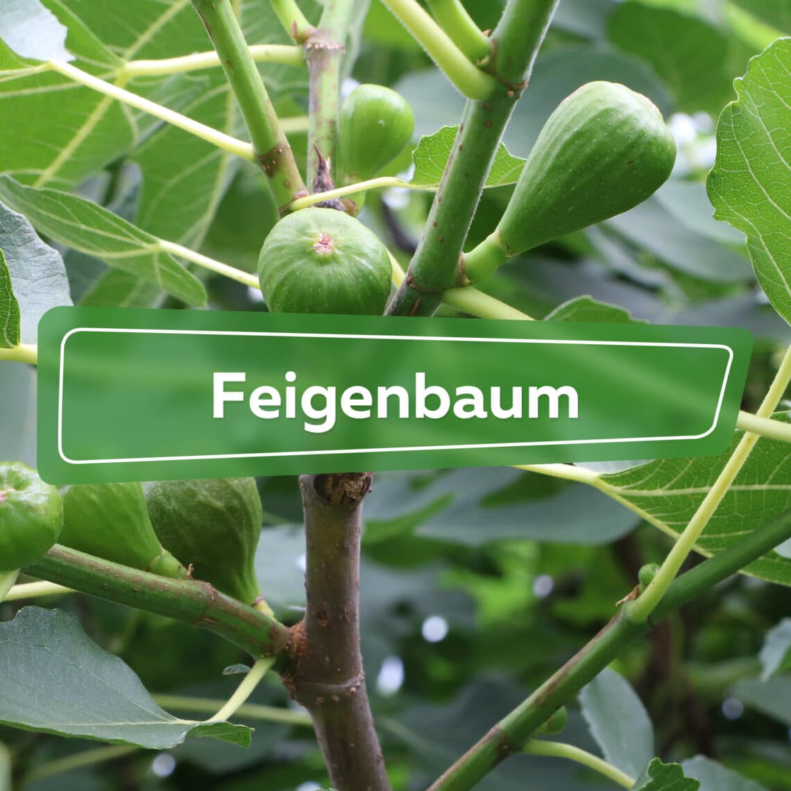Feigenbaum Ratgeber - Hortica
