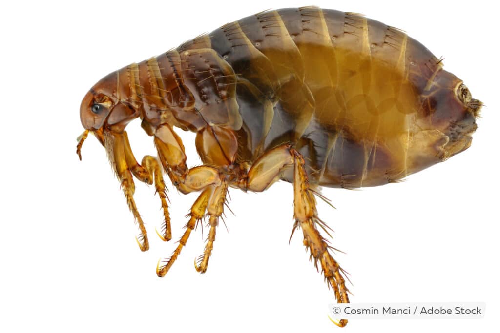 Kleine schwarze beißende Käfer auf der Haut