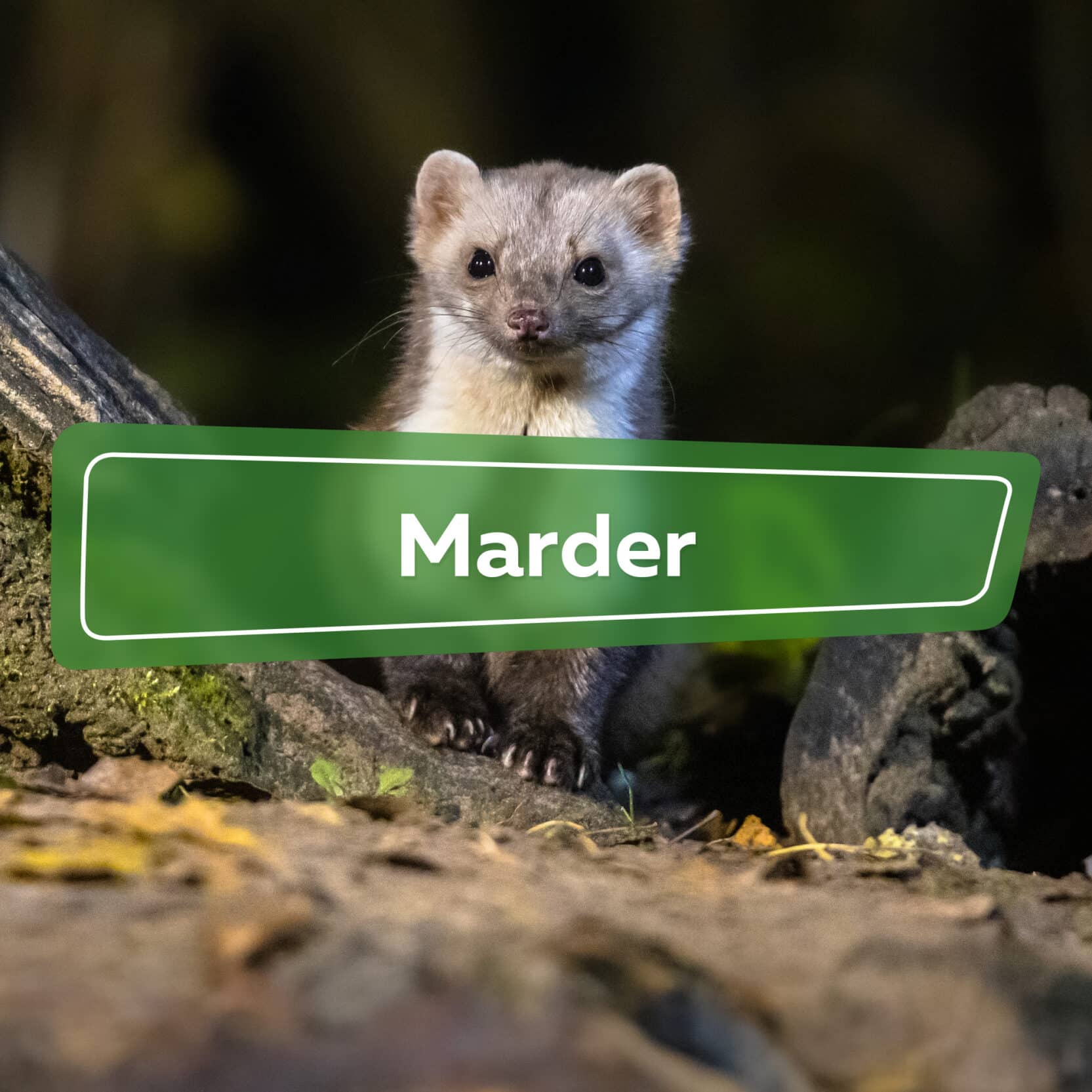 Marder Ratgeber - Hortica