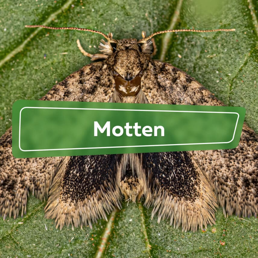 Motten Ratgeber - Hortica