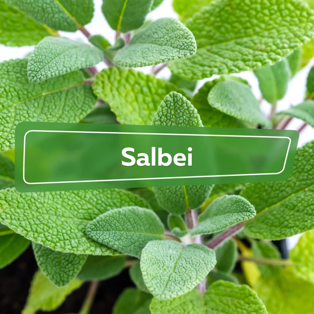 Salbei Ratgeber - Hortica