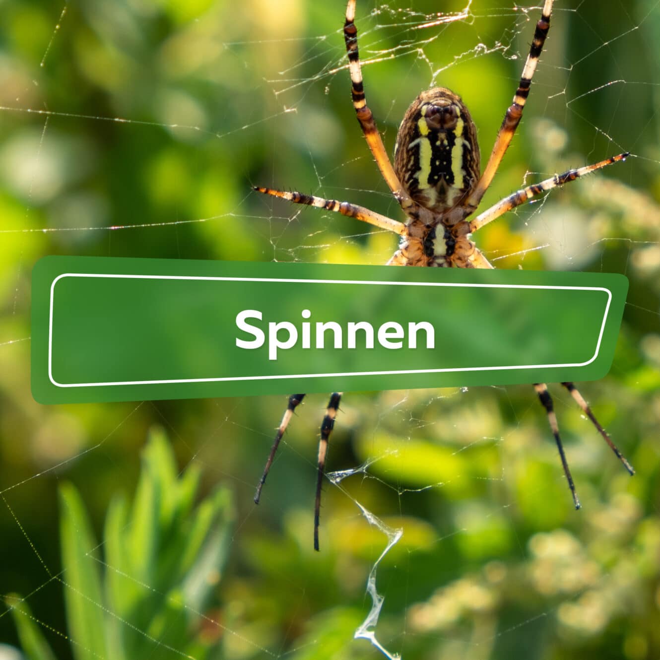 Spinnen Ratgeber - Hortica