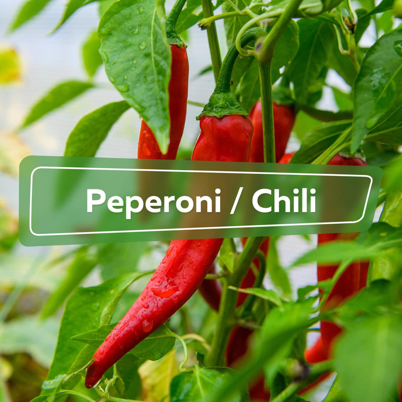 Peperoni / Chili Ratgeber - Hortica