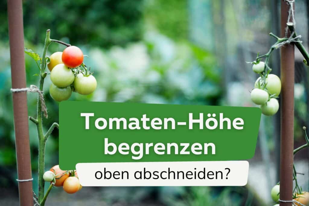 Tomaten Hhe Begrenzen