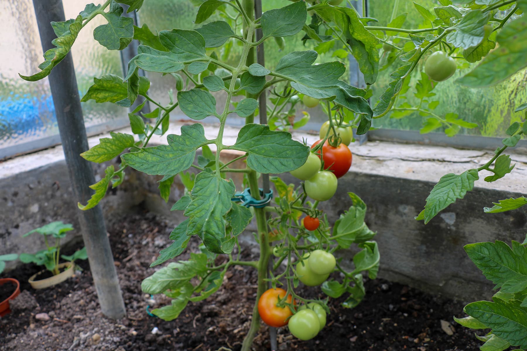 Tomaten Hohe Begrenzen
