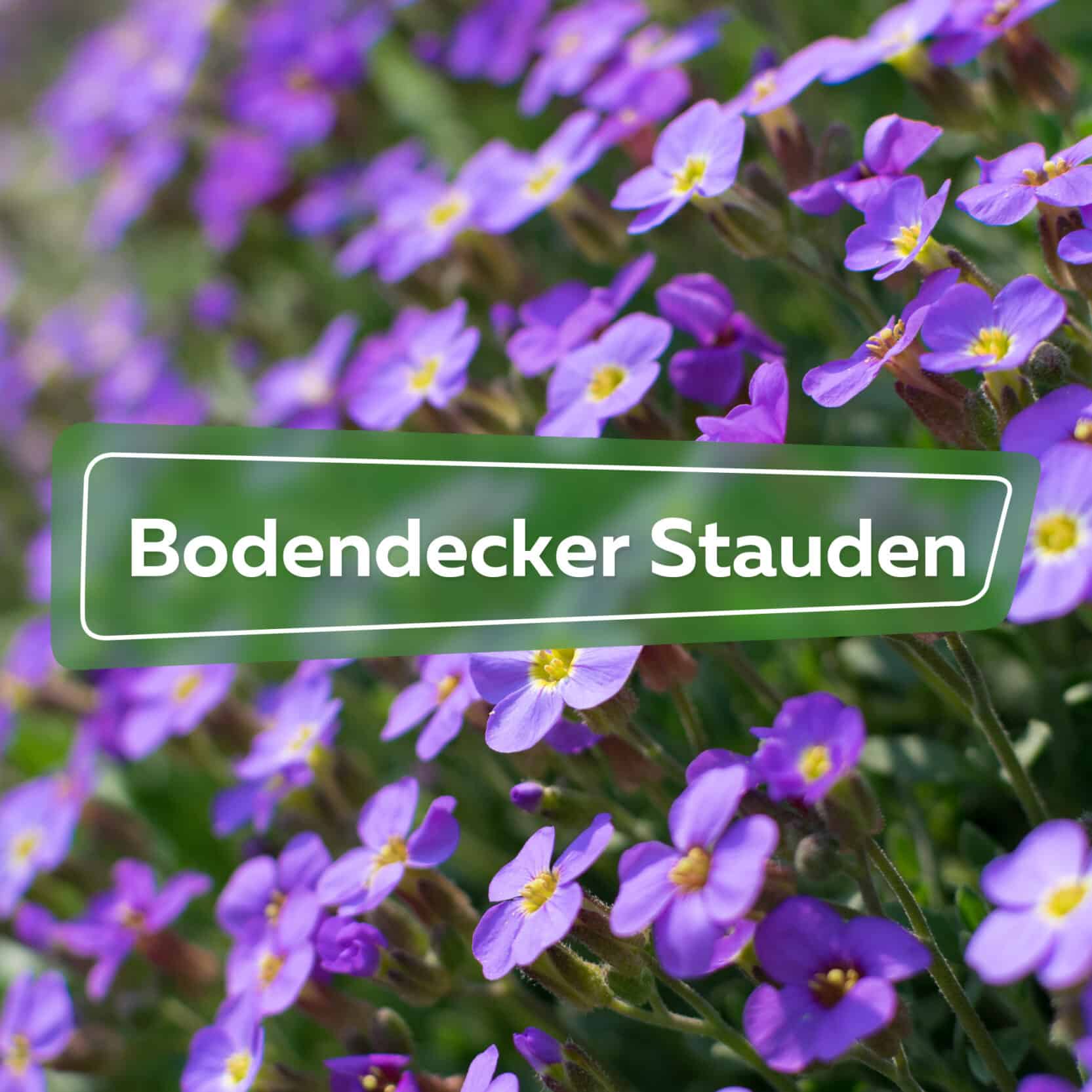 Bodendecker Stauden Ratgeber - Hortica