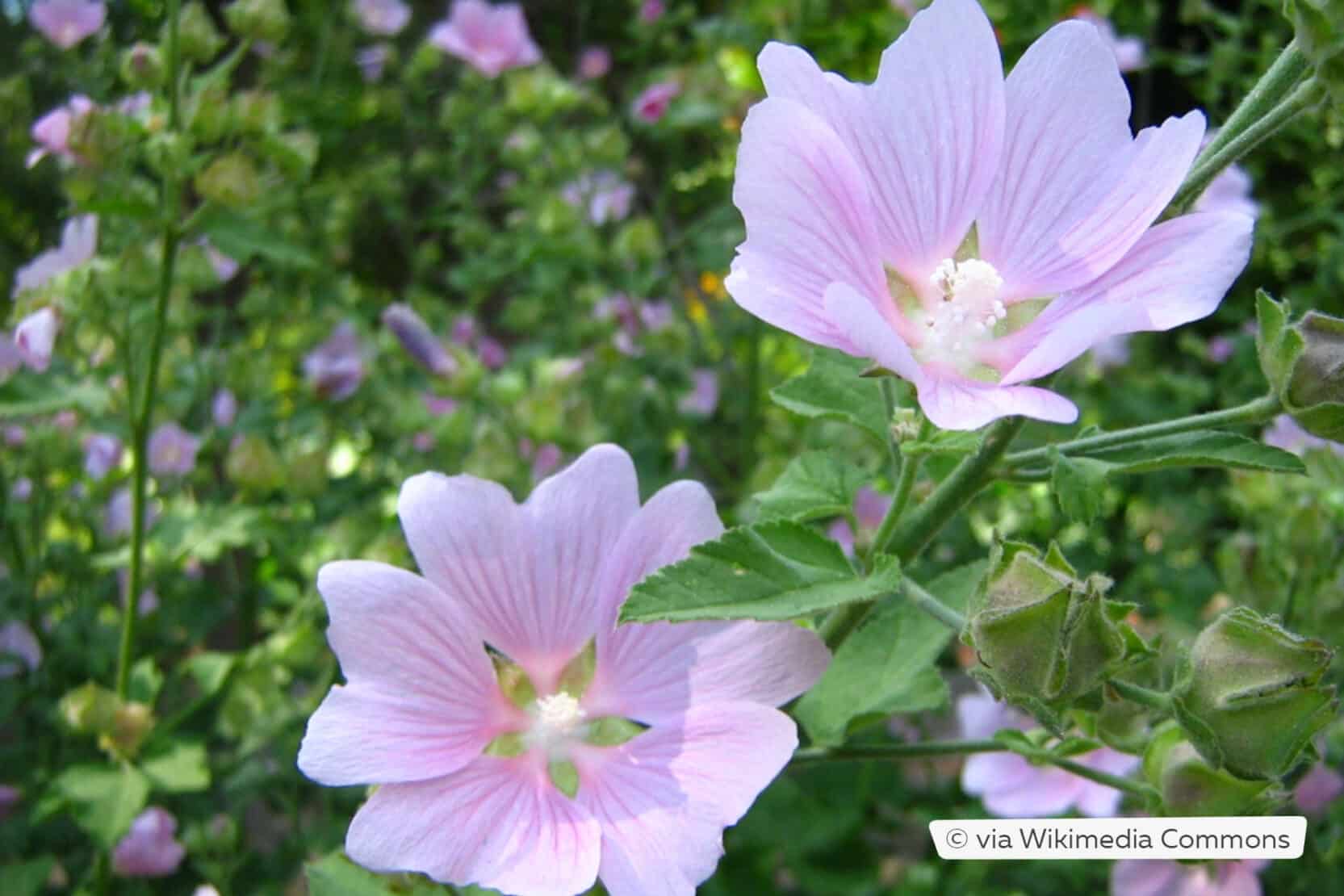 Malvenarten: die 14 schönsten Sorten im Garten