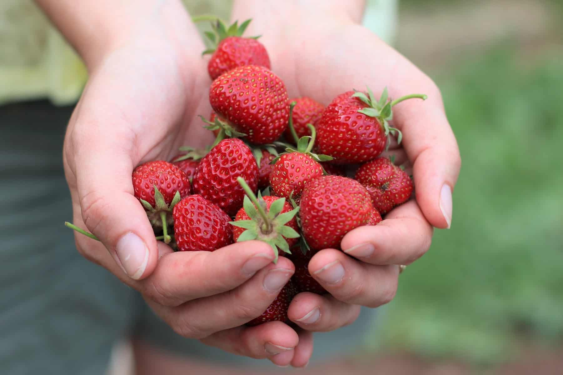 Erdbeerzeit: Wann haben Erdbeeren Saison?