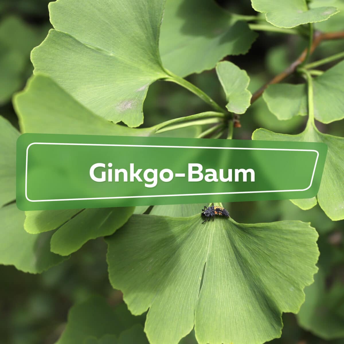 Ginkgo-Baum Ratgeber - Hortica