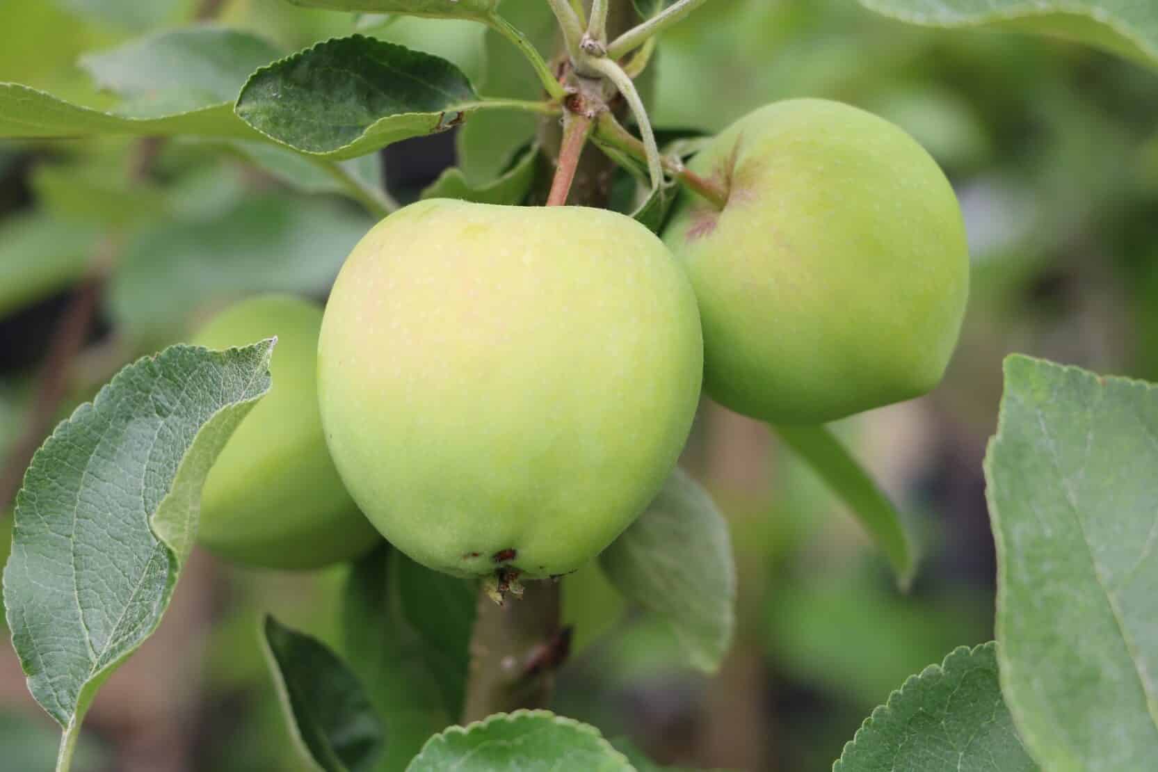 Grüne Apfelsorten: 12 beliebte grüne Äpfel | Liste