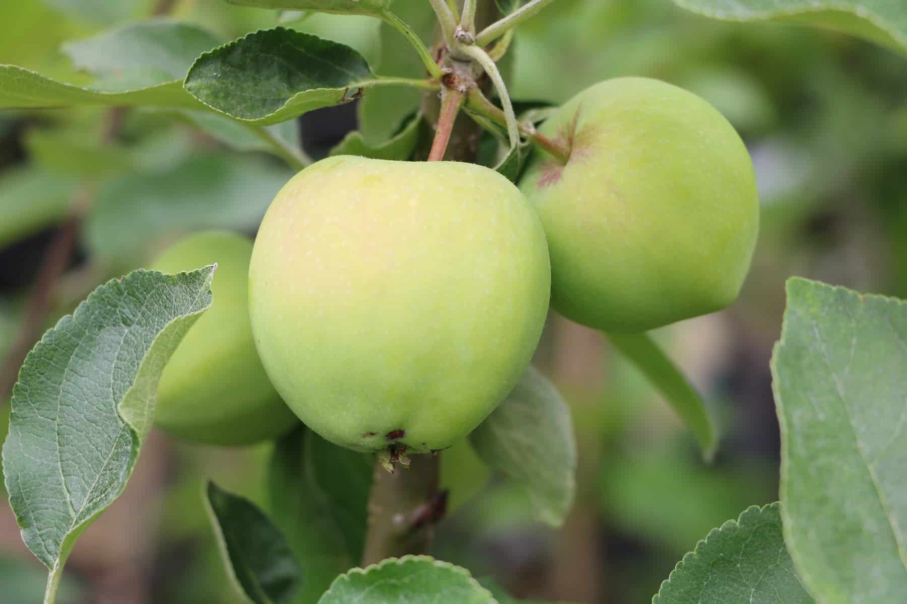 Tafeläpfel: das sind die besten Sorten