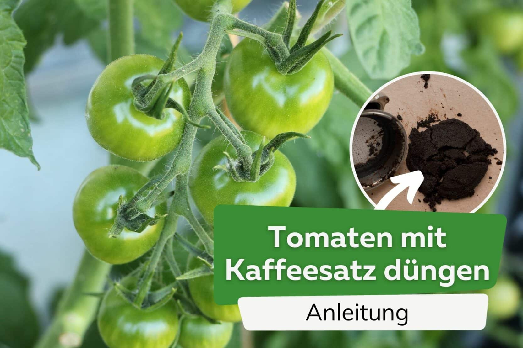 Wieviel Kaffeesatz Fur Tomaten
