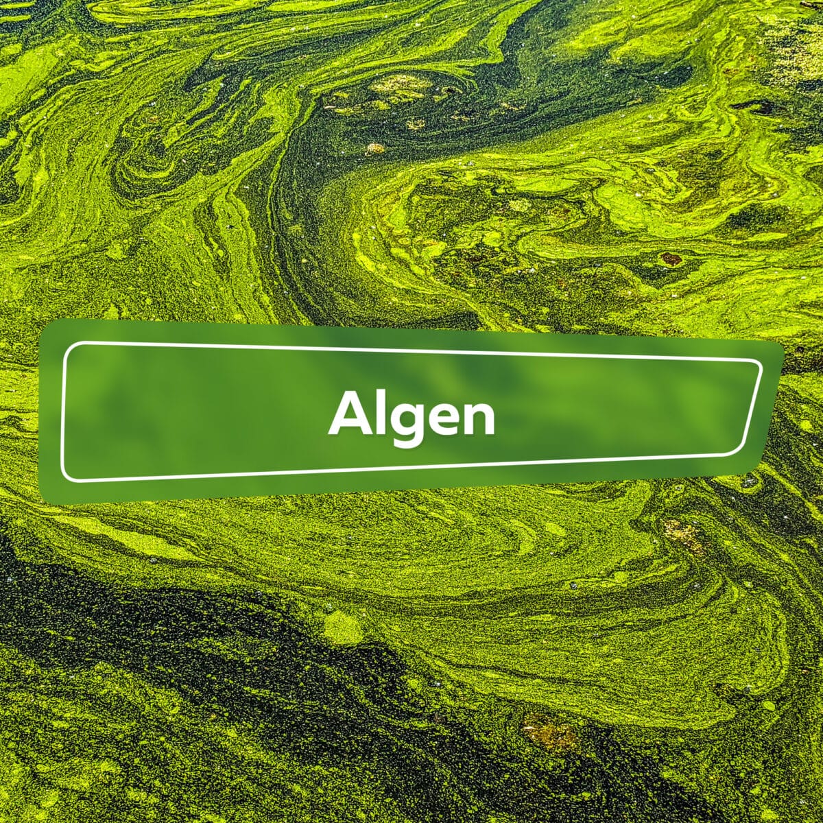 Algen Ratgeber - Hortica