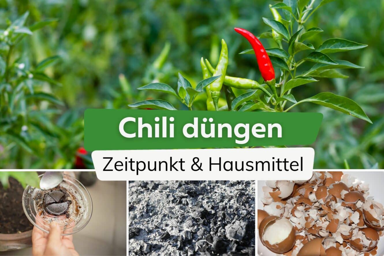 Die 10 schärfsten Chilisorten der Welt: Tabelle mit Scoville-Werten