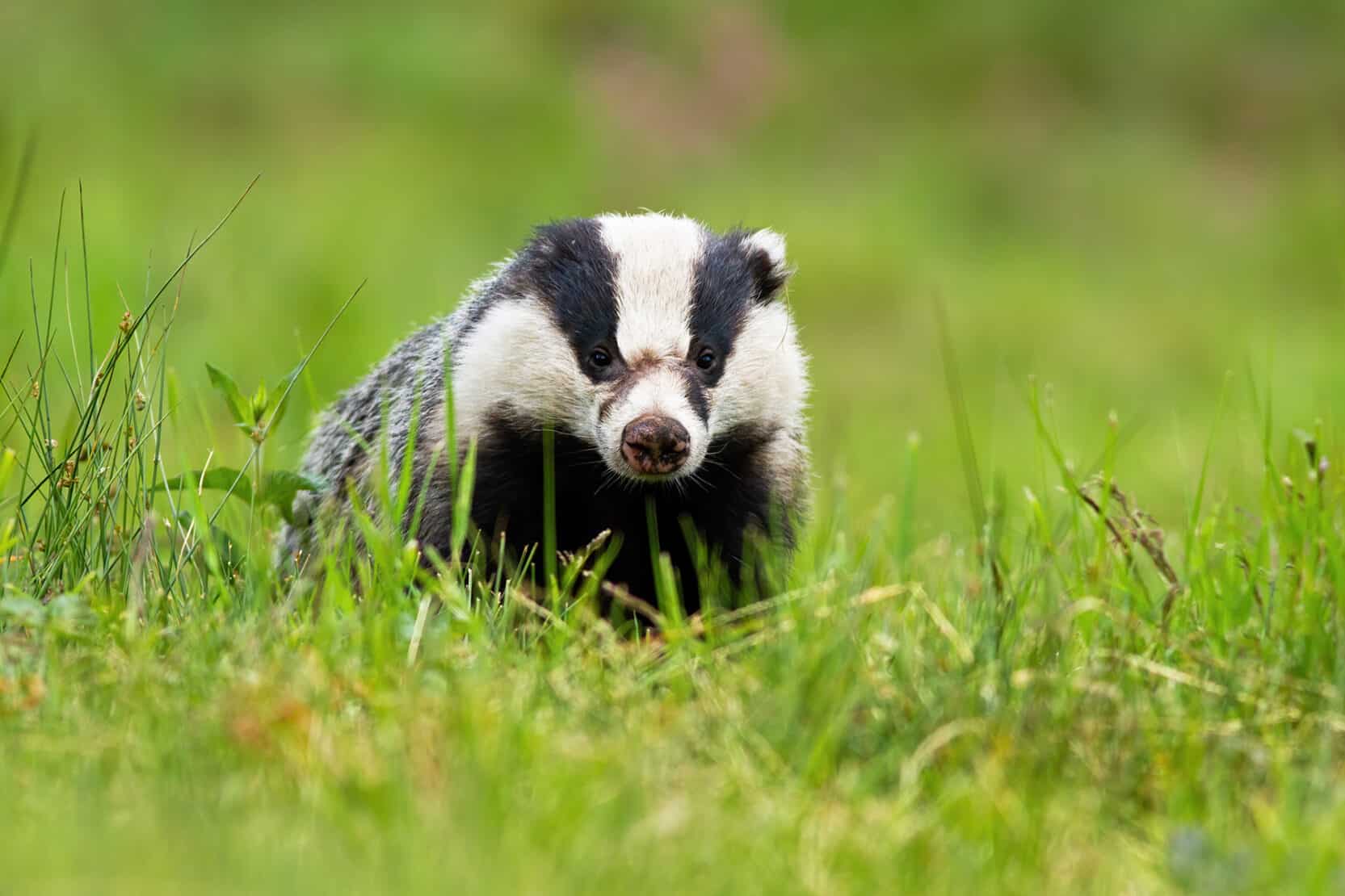 Ist der Dachs gefährlich?