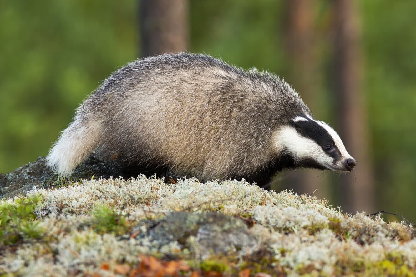 Laute Schreie nachts: diese Geräusche macht ein Dachs