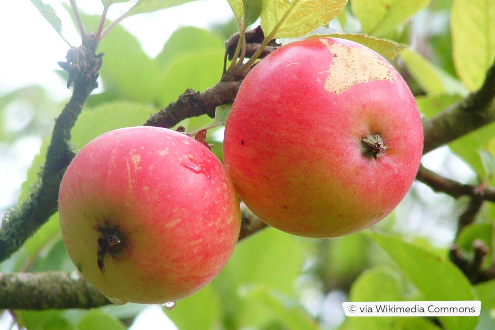 Sommeräpfel: 20 frühe Apfelsorten | Frühäpfel