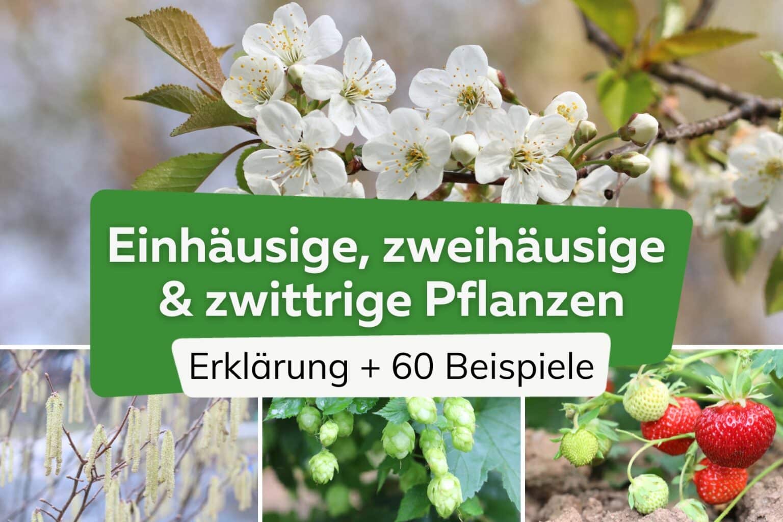 Einhäusige, zweihäusige und zwittrige Pflanzen: 60 Beispiele