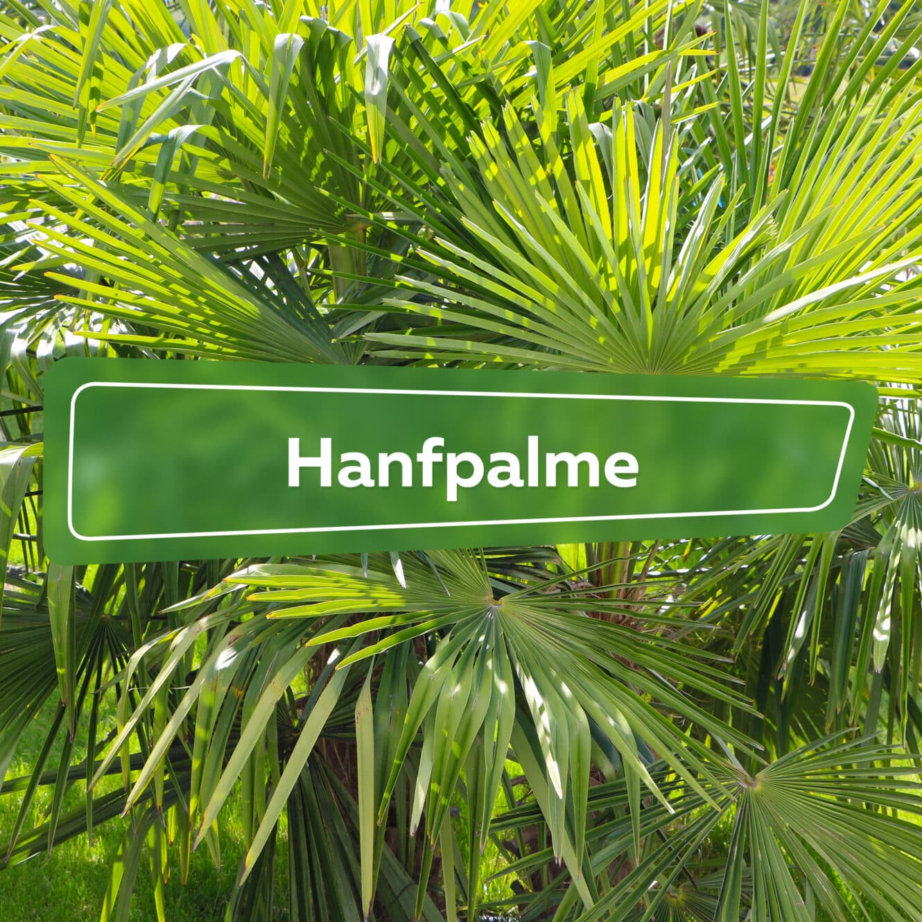 Dnger Fr Hanfpalme