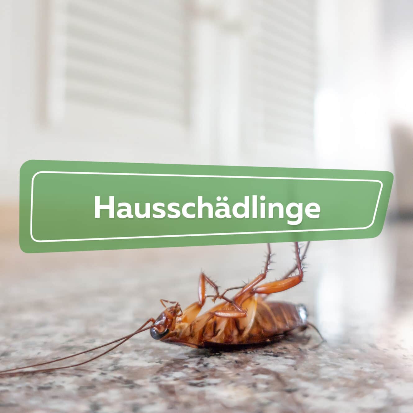 Hausschädlinge Ratgeber - Hortica