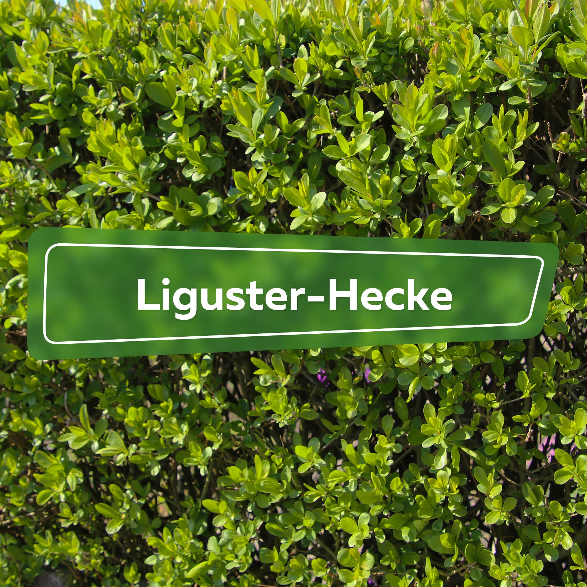 Liguster-Hecke Ratgeber - Hortica