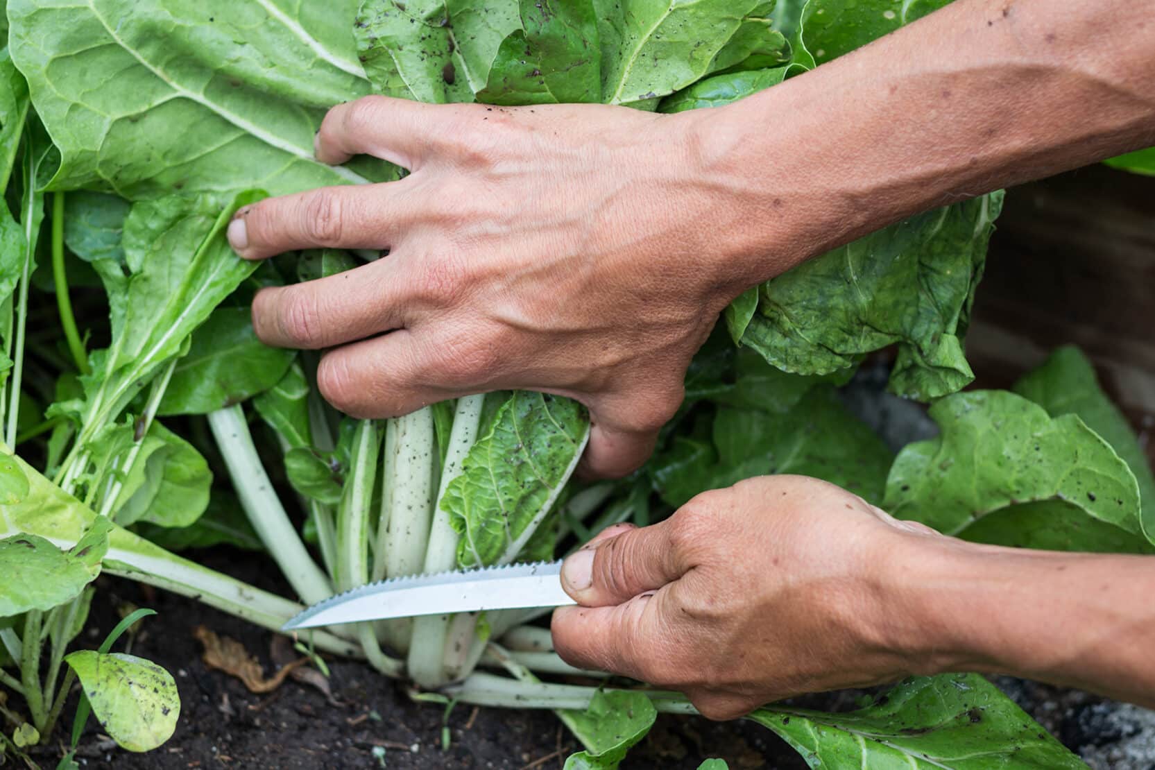 Mangold überwintern: Winterschutz im Garten