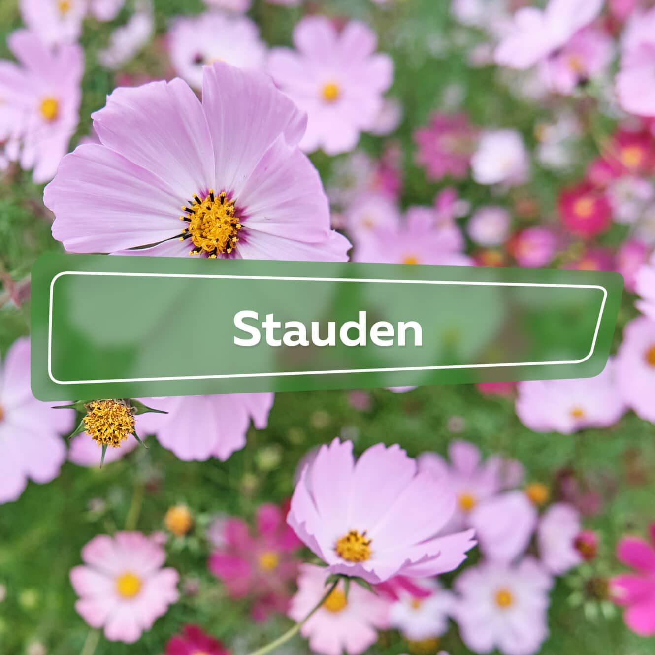 Stauden Ratgeber - Hortica