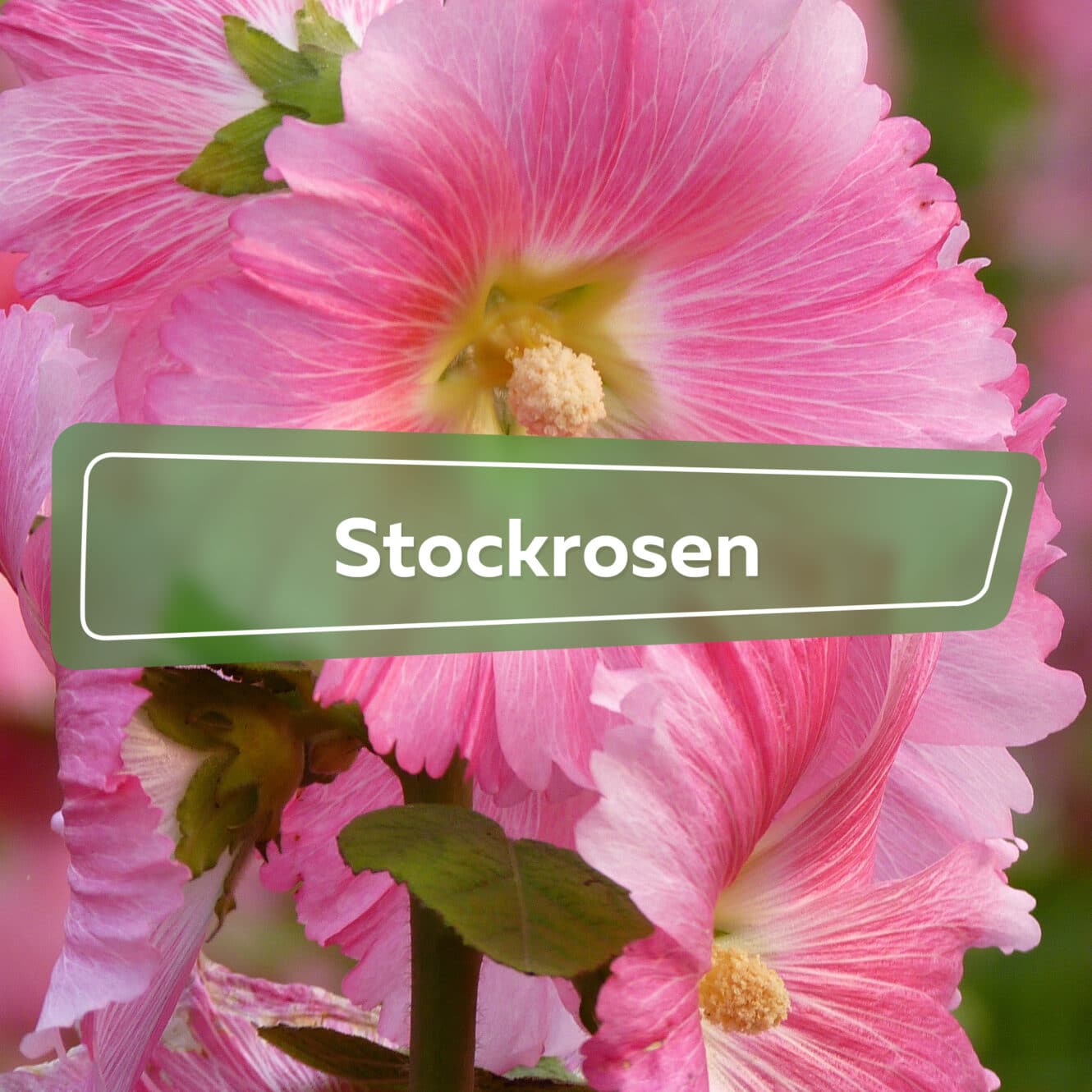 Stockrosen Ratgeber - Hortica