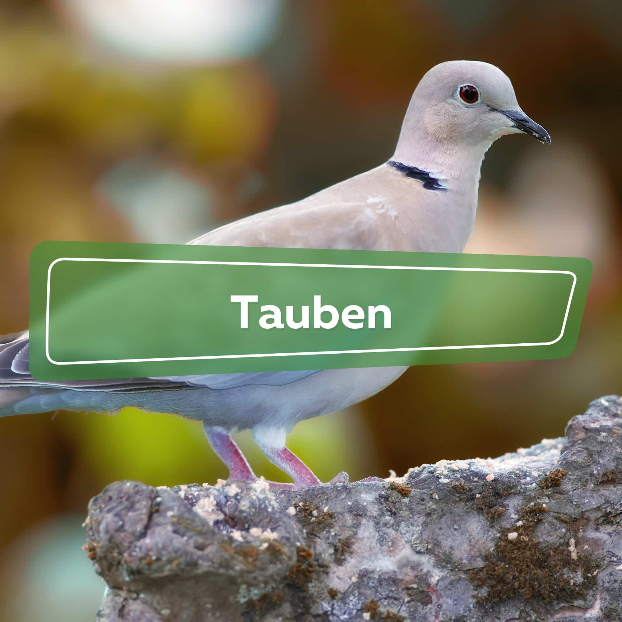 Tauben Ratgeber - Hortica