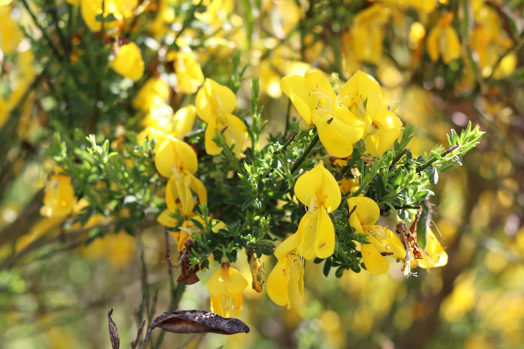 Blütezeit von Ginster: die 12 schönsten Ginsterarten