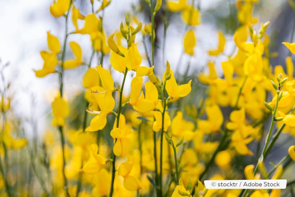 Blütezeit von Ginster: die 12 schönsten Ginsterarten