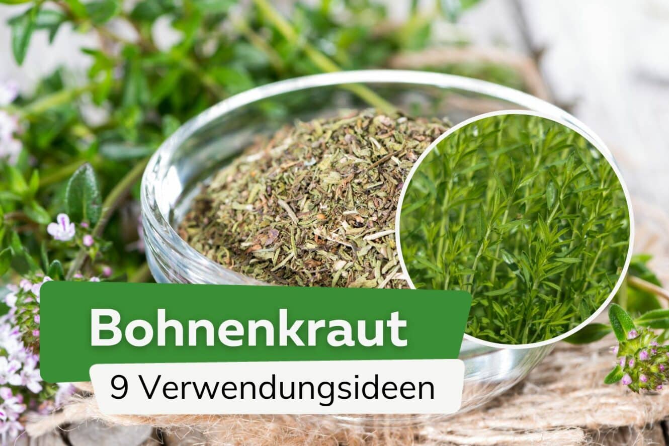Bohnenkraut Gute Nachbarn