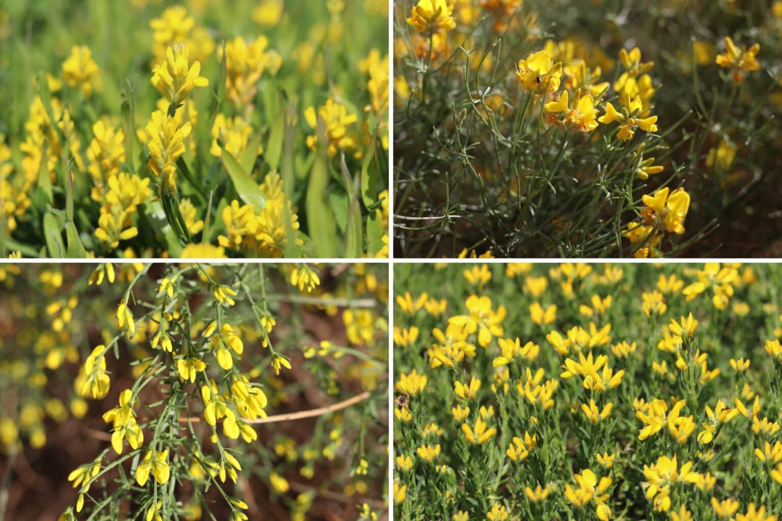 Blütezeit von Ginster: die 12 schönsten Ginsterarten