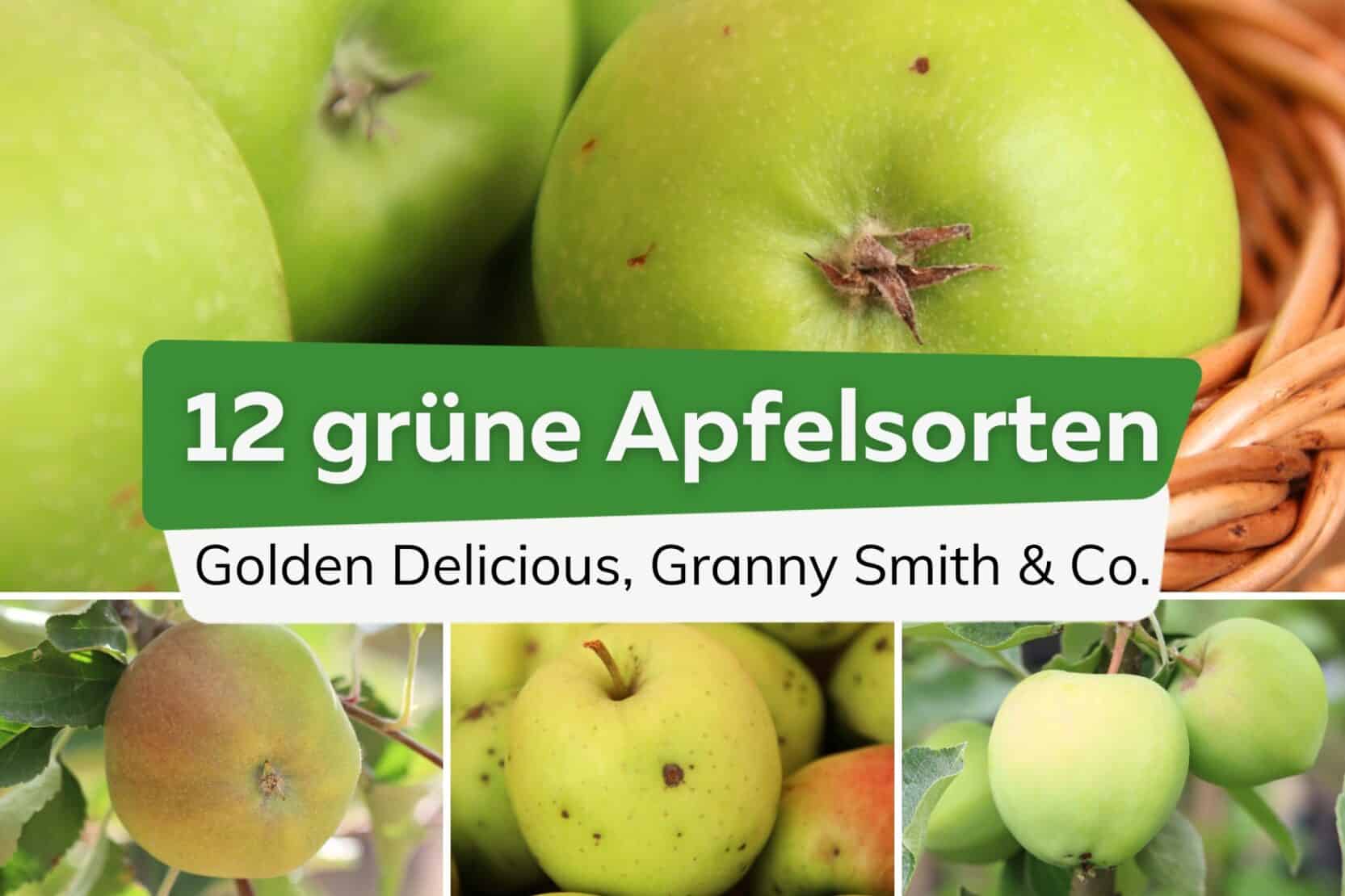 Grüne Apfelsorten: 12 beliebte grüne Äpfel | Liste