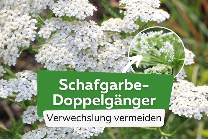 Schafgarbe Verwechslung: Doppelgänger erkennen